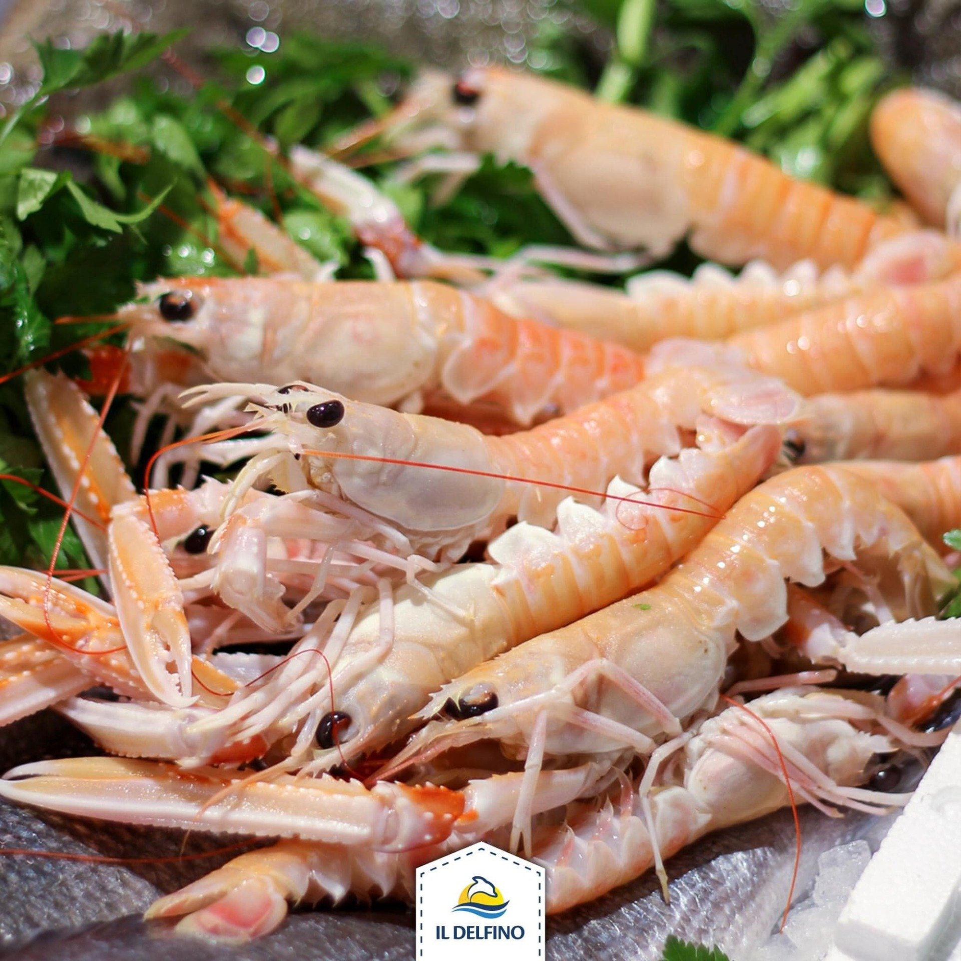 Pescheria | Il Delfino Pescherie | Pescara