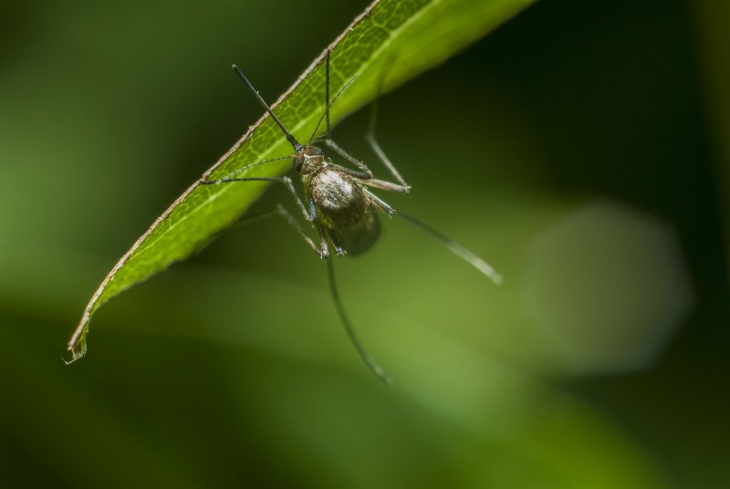 Commercial Pest Control and Exterminator Services Bluffton SC