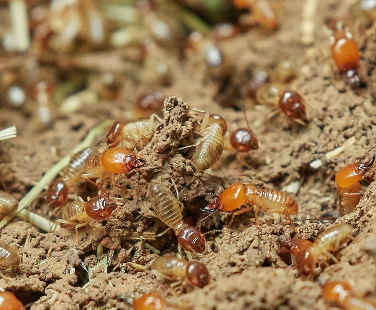 Termite Treatment and Removal Services Bluffton SC