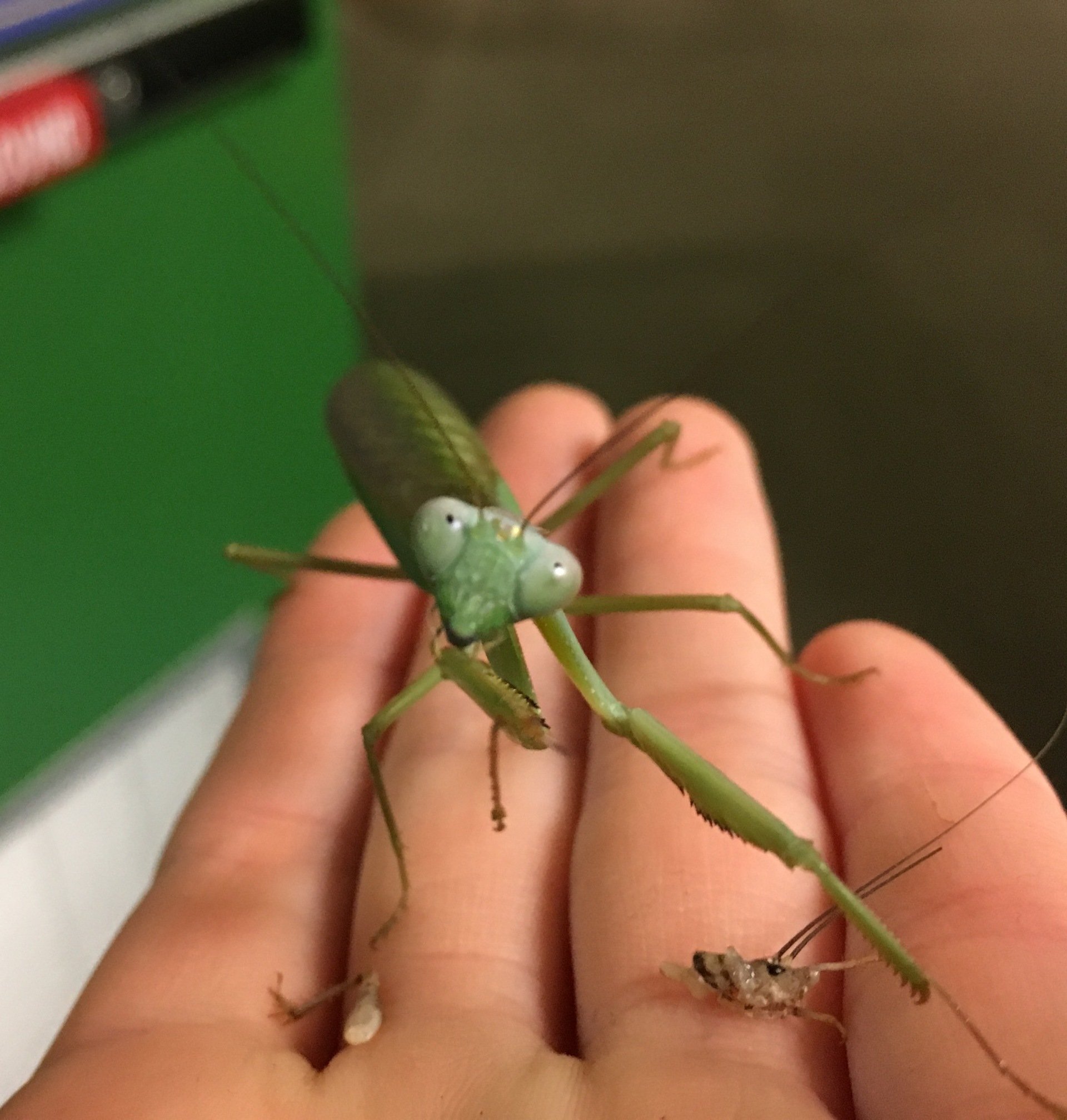 Gallery | Victoria Bug Zoo