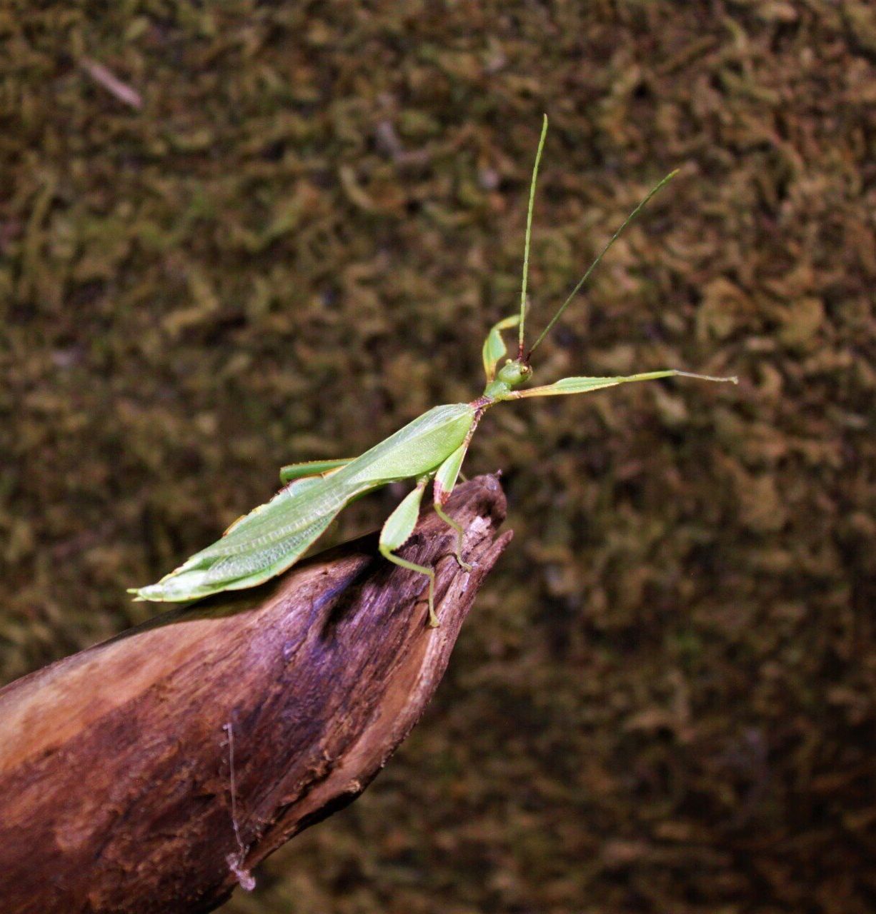 Victoria Bug Zoo | Home