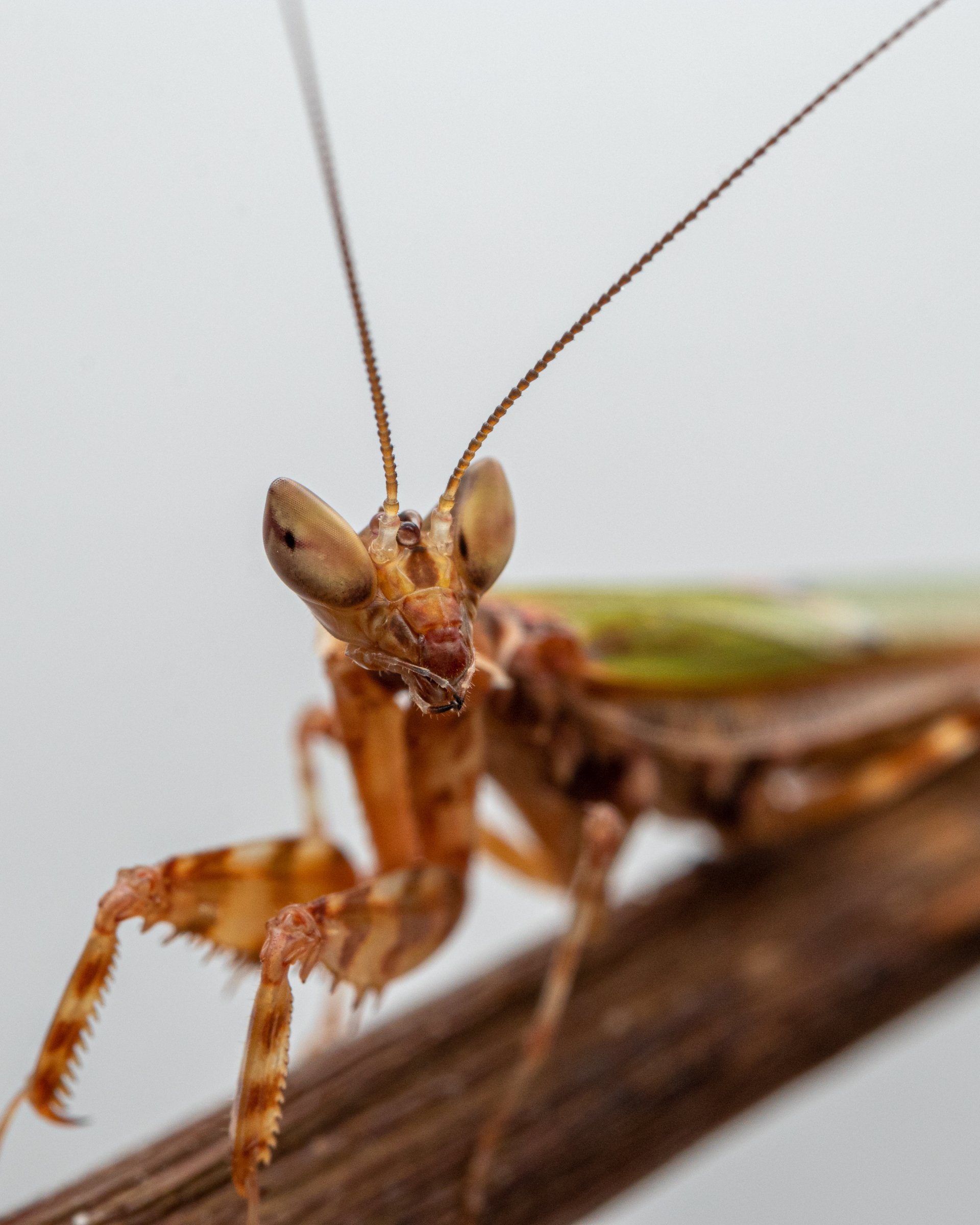 Gallery | Victoria Bug Zoo