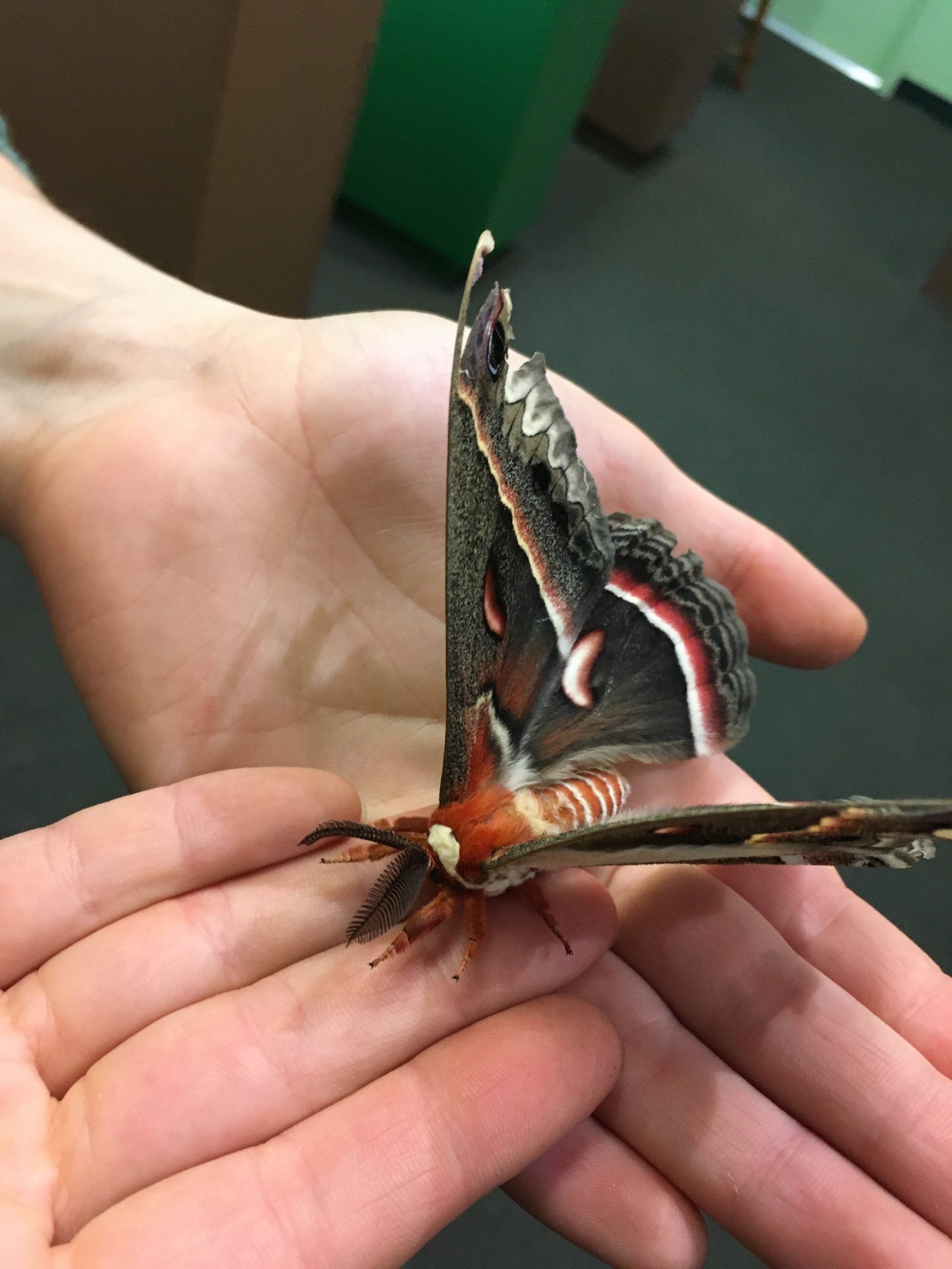 Gallery | Victoria Bug Zoo