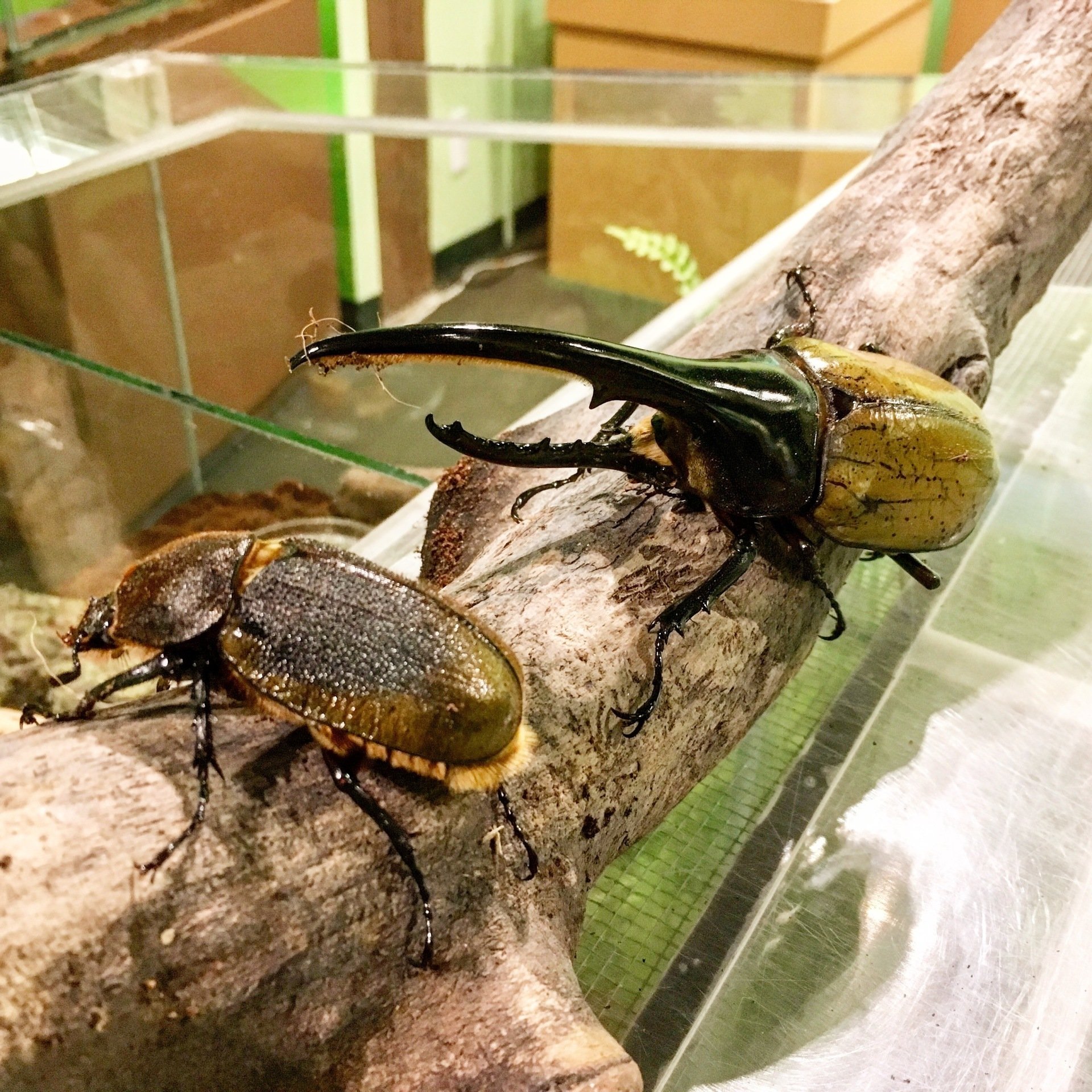 Gallery | Victoria Bug Zoo