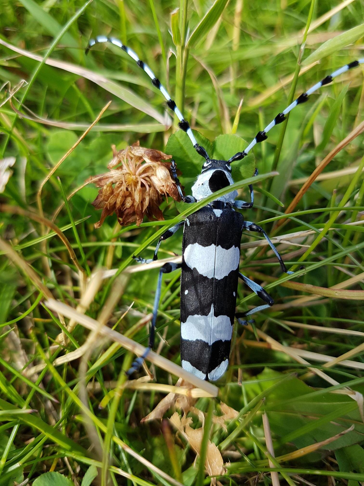 Victoria Bug Zoo | Home