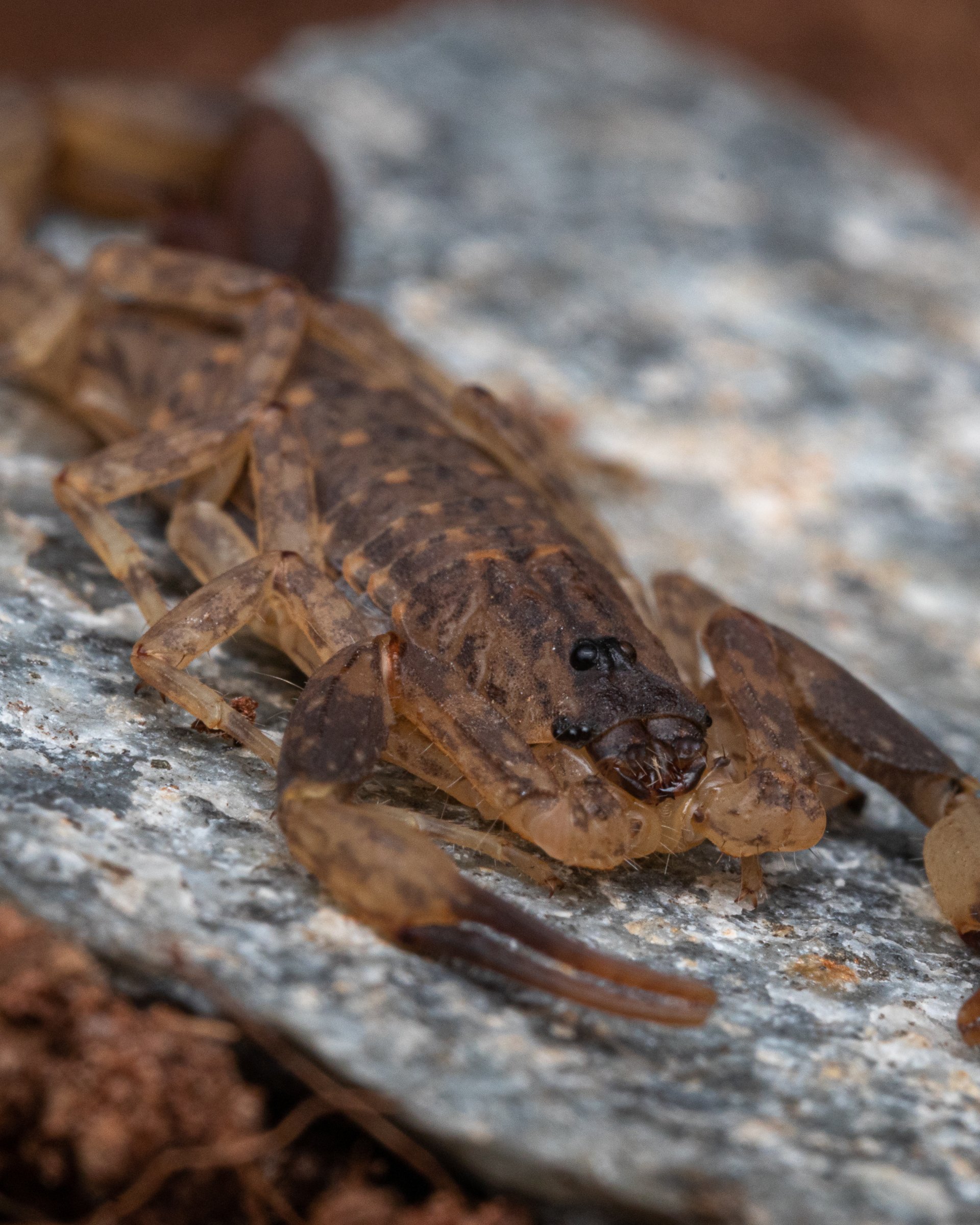 Gallery | Victoria Bug Zoo