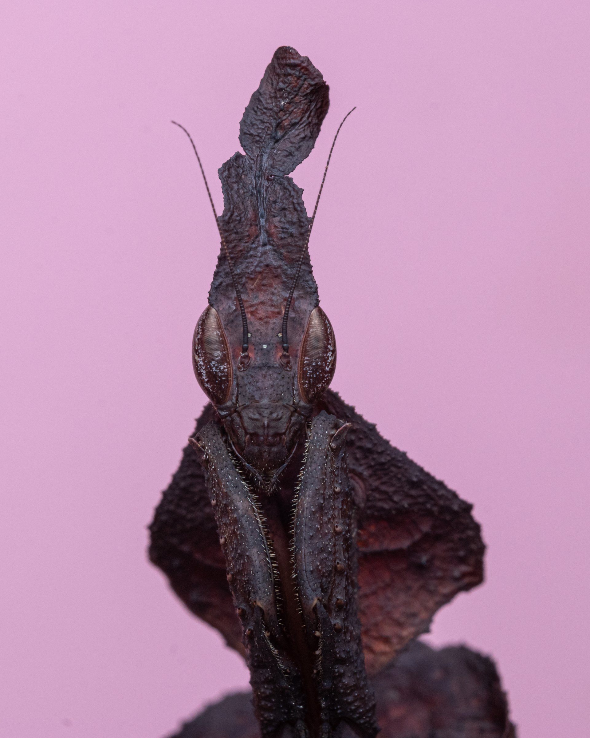 Gallery | Victoria Bug Zoo