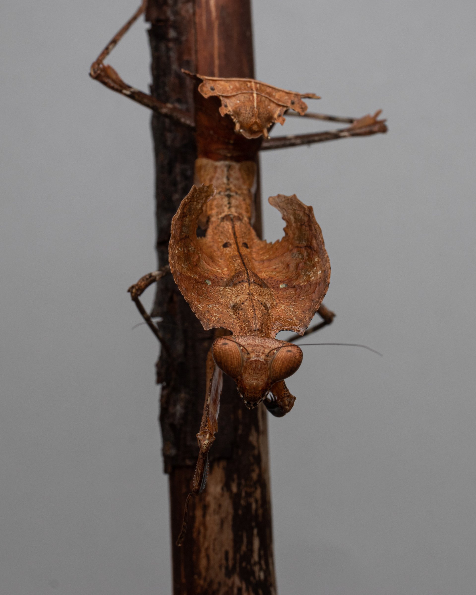 Gallery | Victoria Bug Zoo