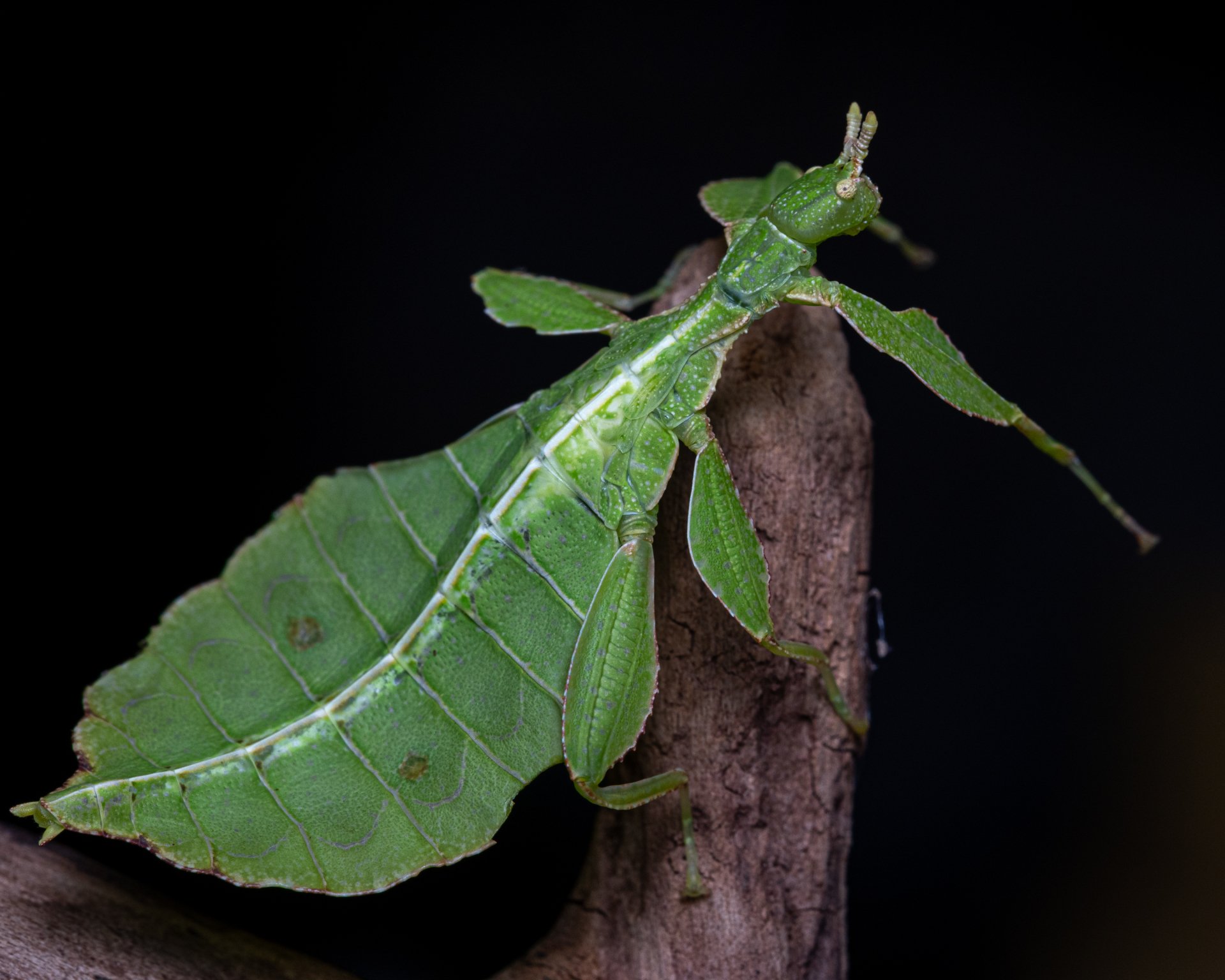 Gallery | Victoria Bug Zoo