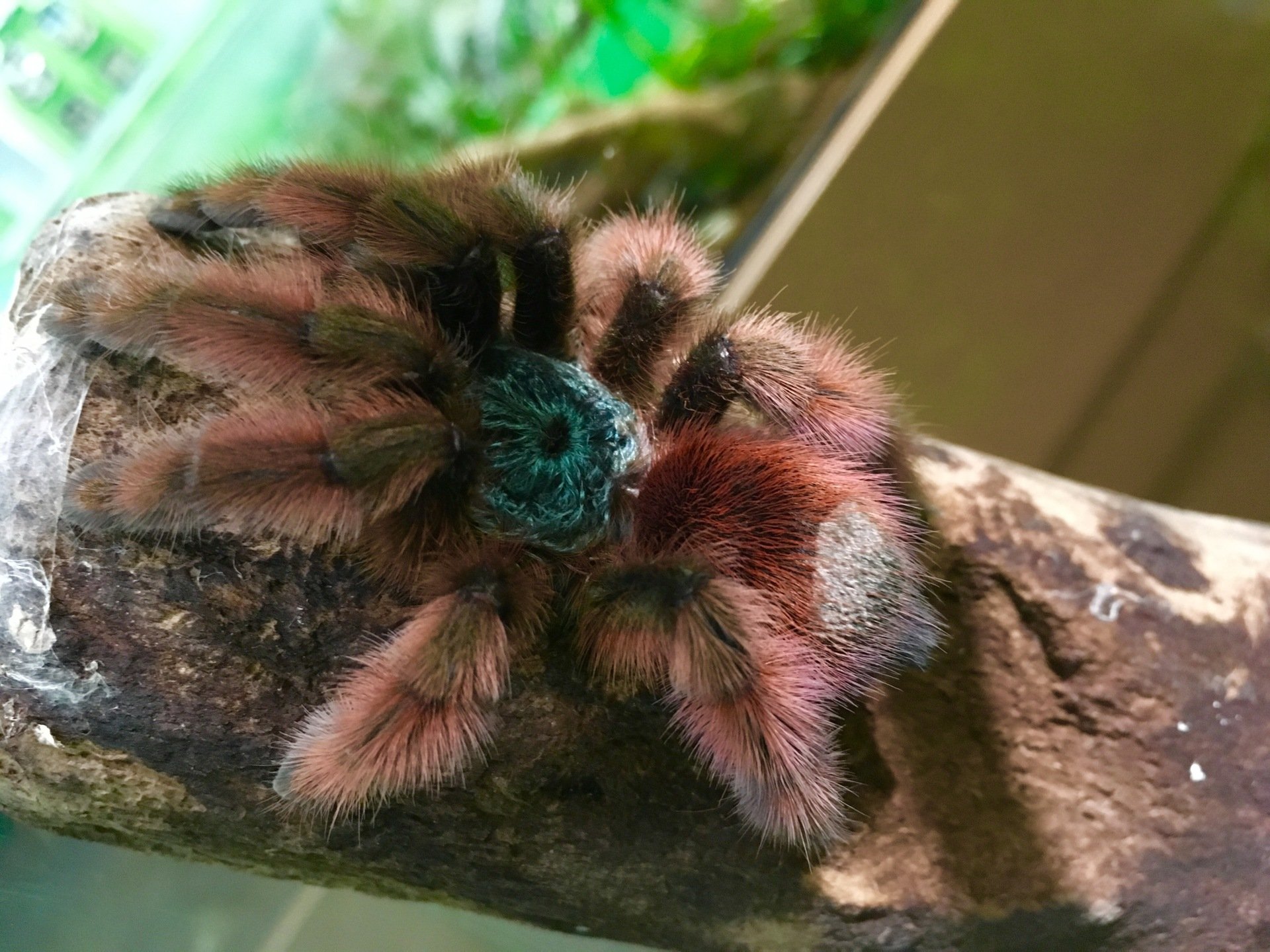 Gallery | Victoria Bug Zoo