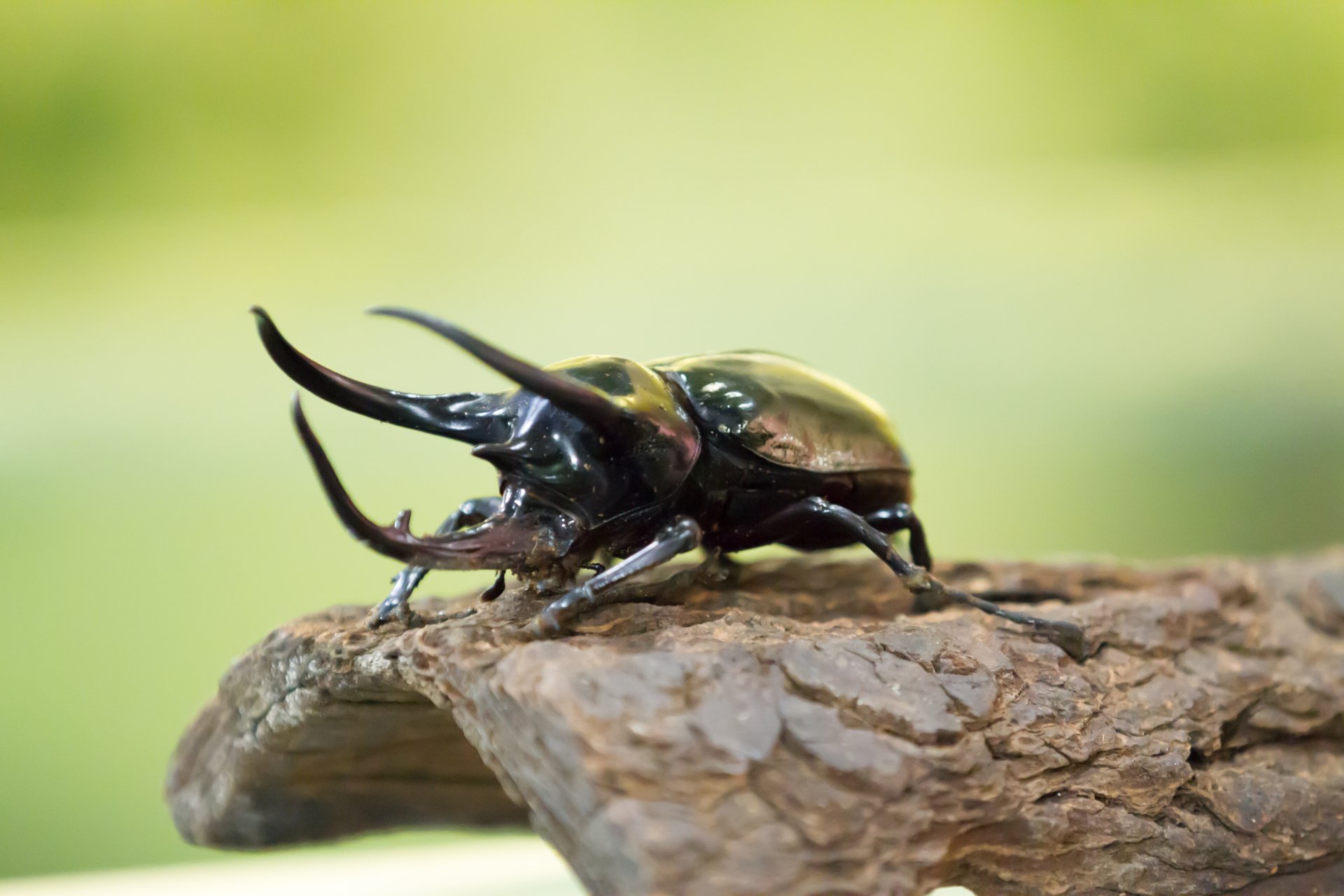 Victoria Bug Zoo | Home