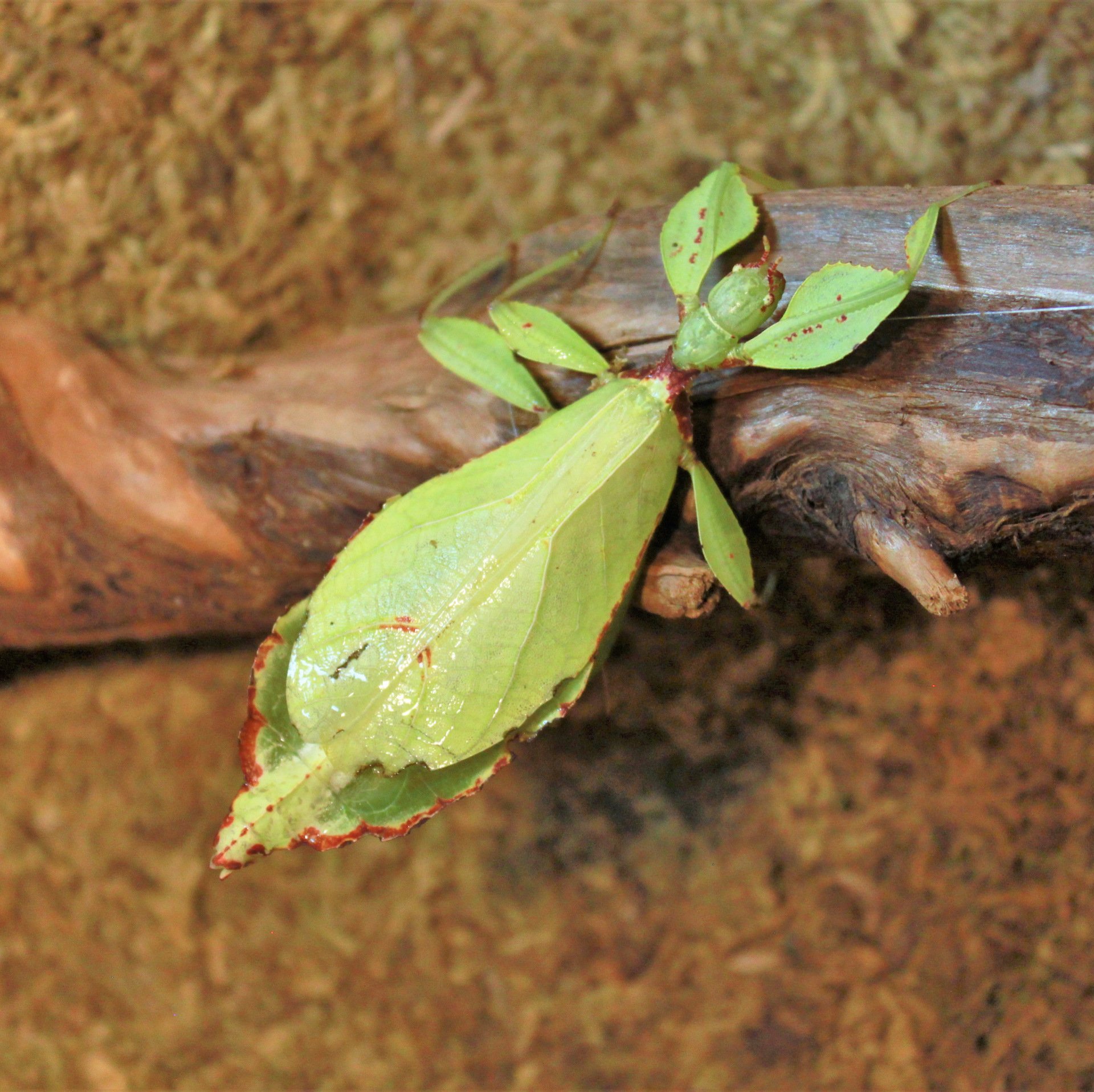 Victoria Bug Zoo | Home