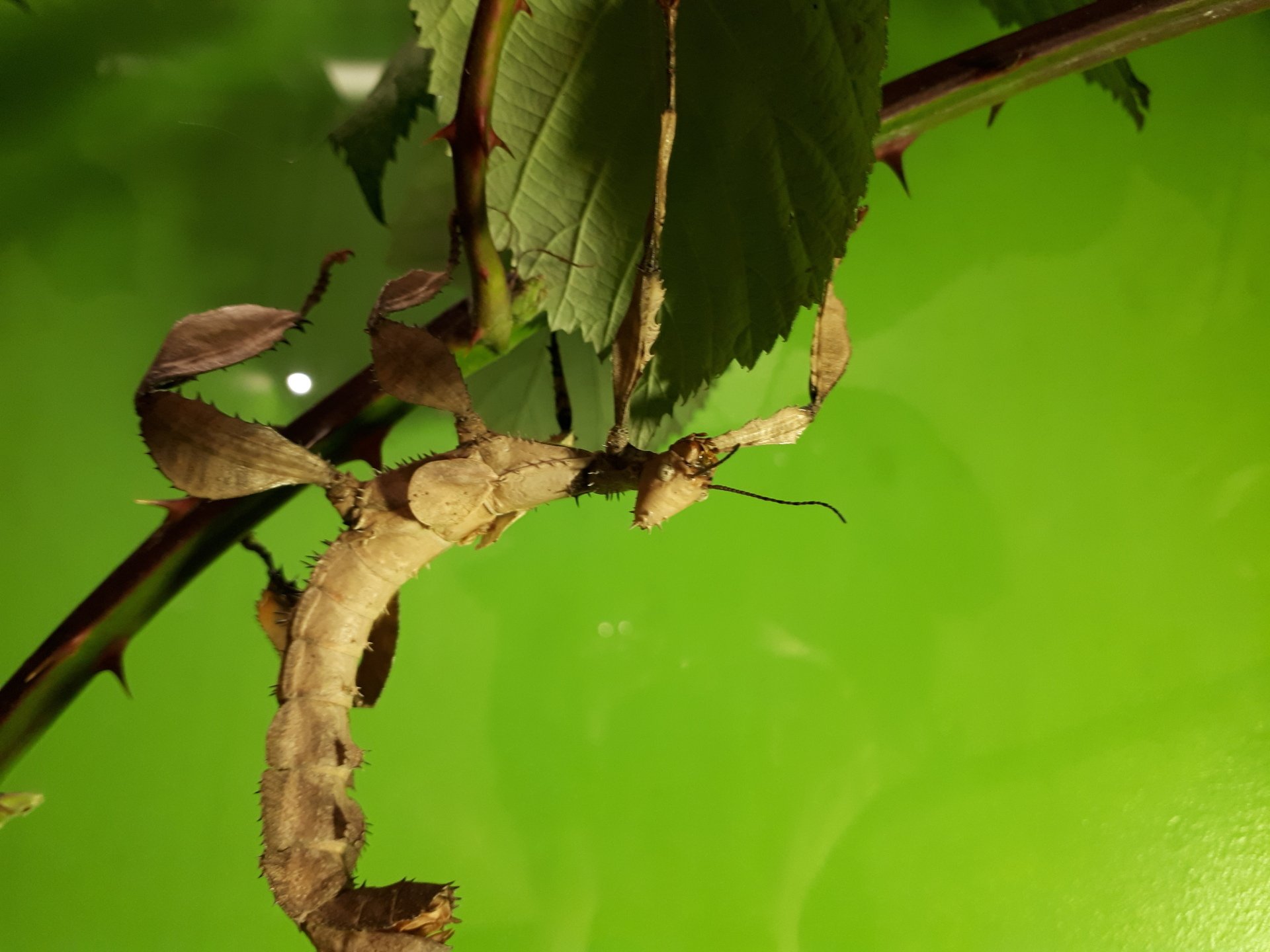 Victoria Bug Zoo | Home