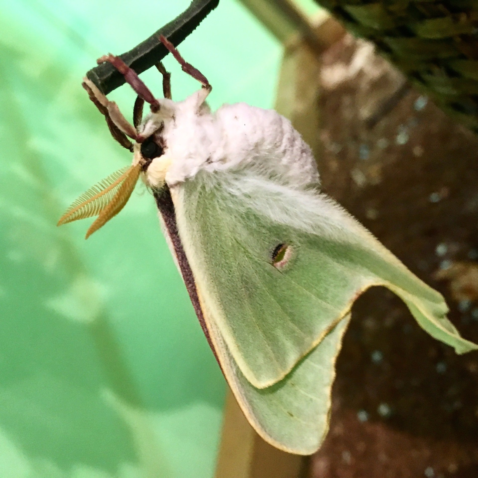 Victoria Bug Zoo | Home