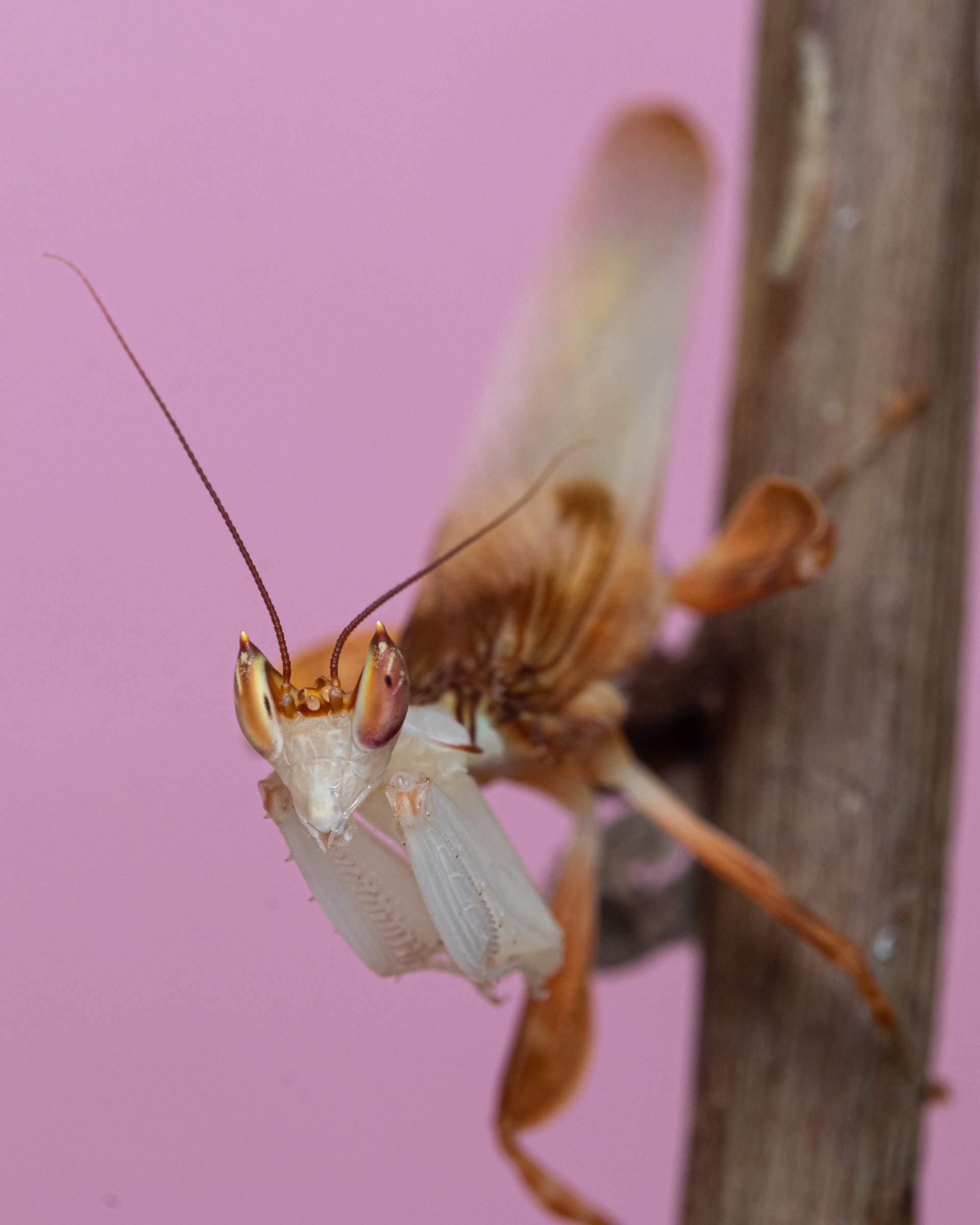 Gallery | Victoria Bug Zoo