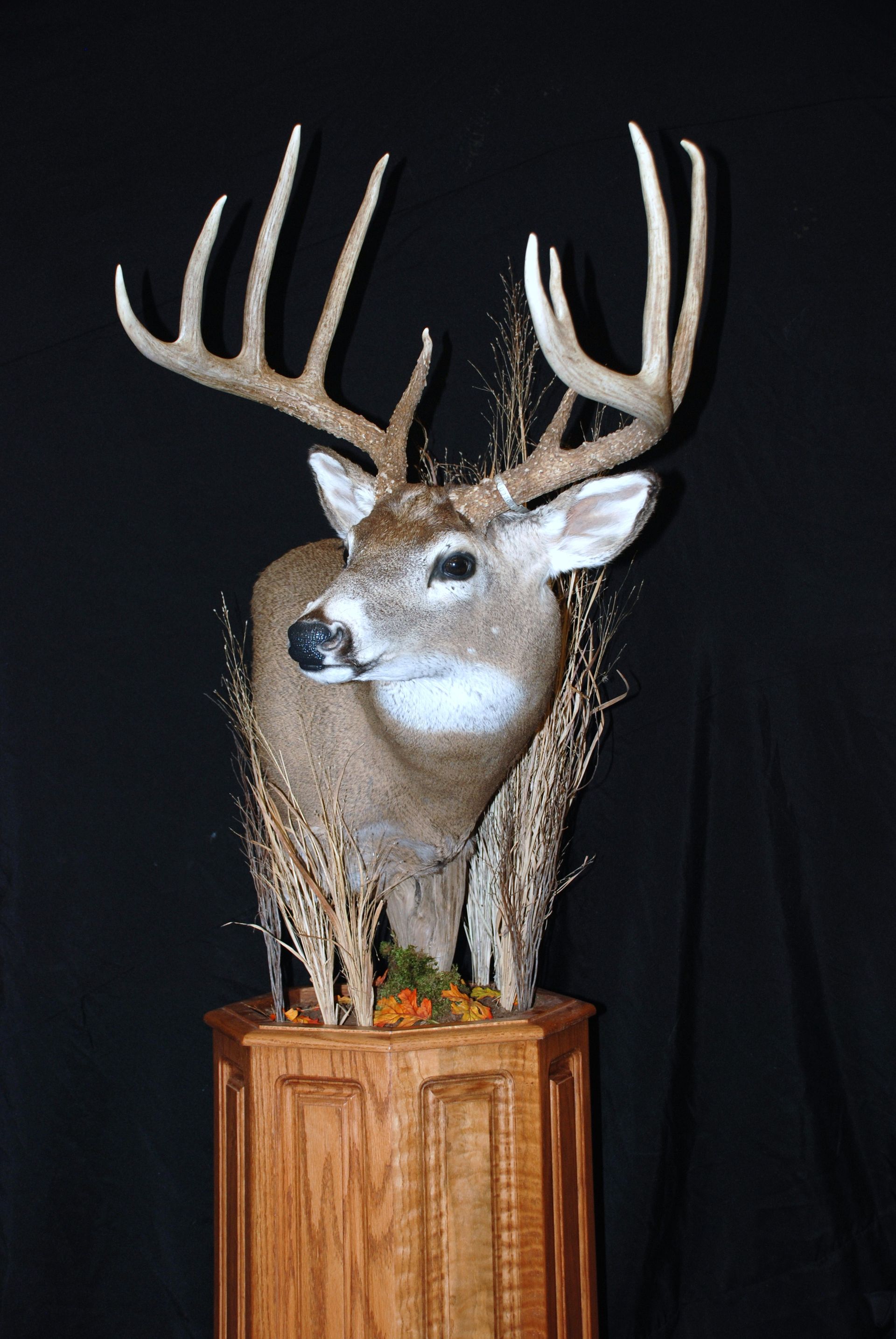Deer Taxidermy at Wildlife Creations | Omaha, NE