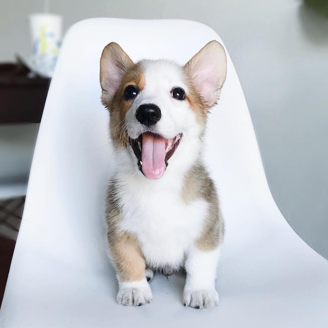 Welsh Corgi Puppies For Sale - Pure Breed Puppies Since 2010