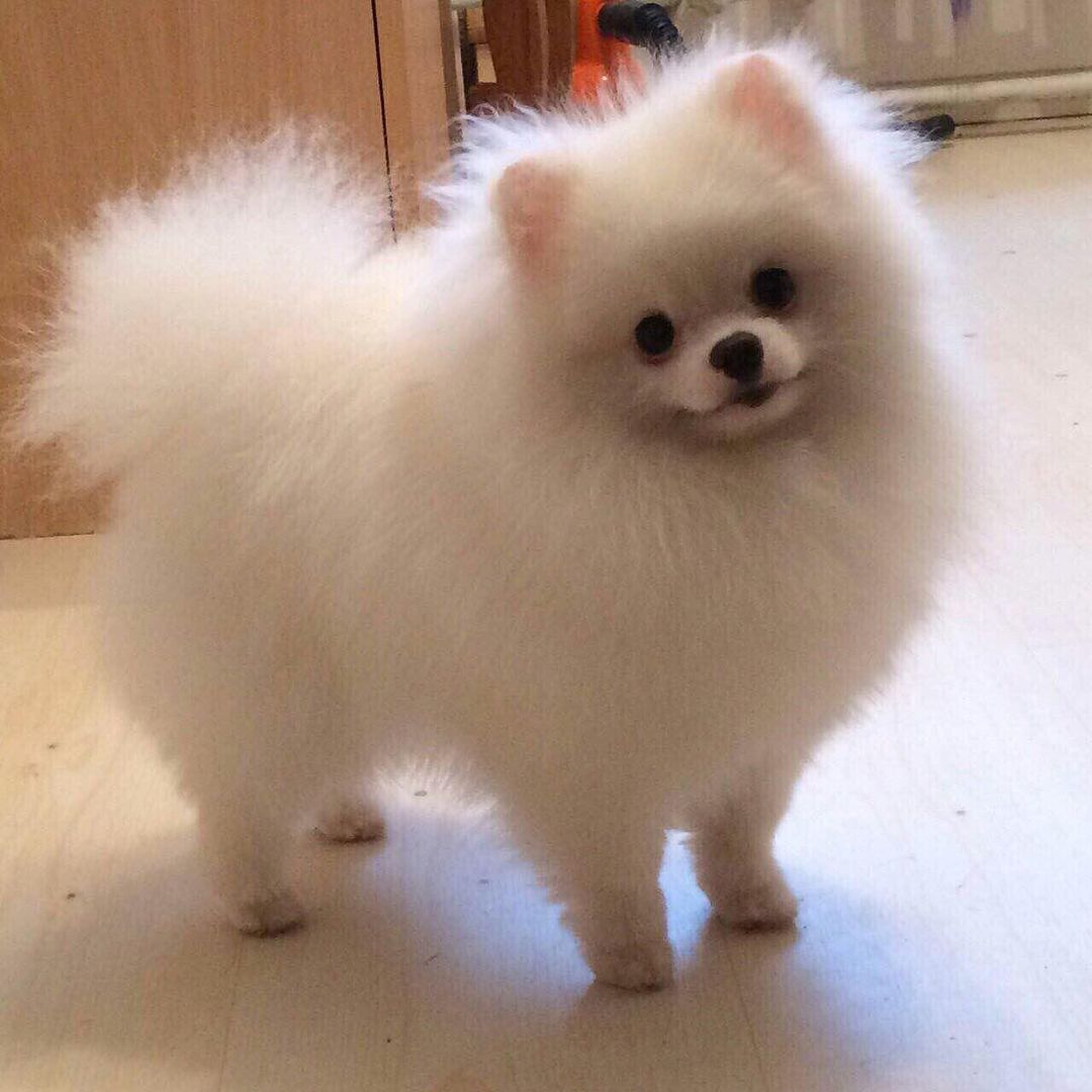 Pomeranian Puppies for Sale - Pure Breed Puppies Since 2010