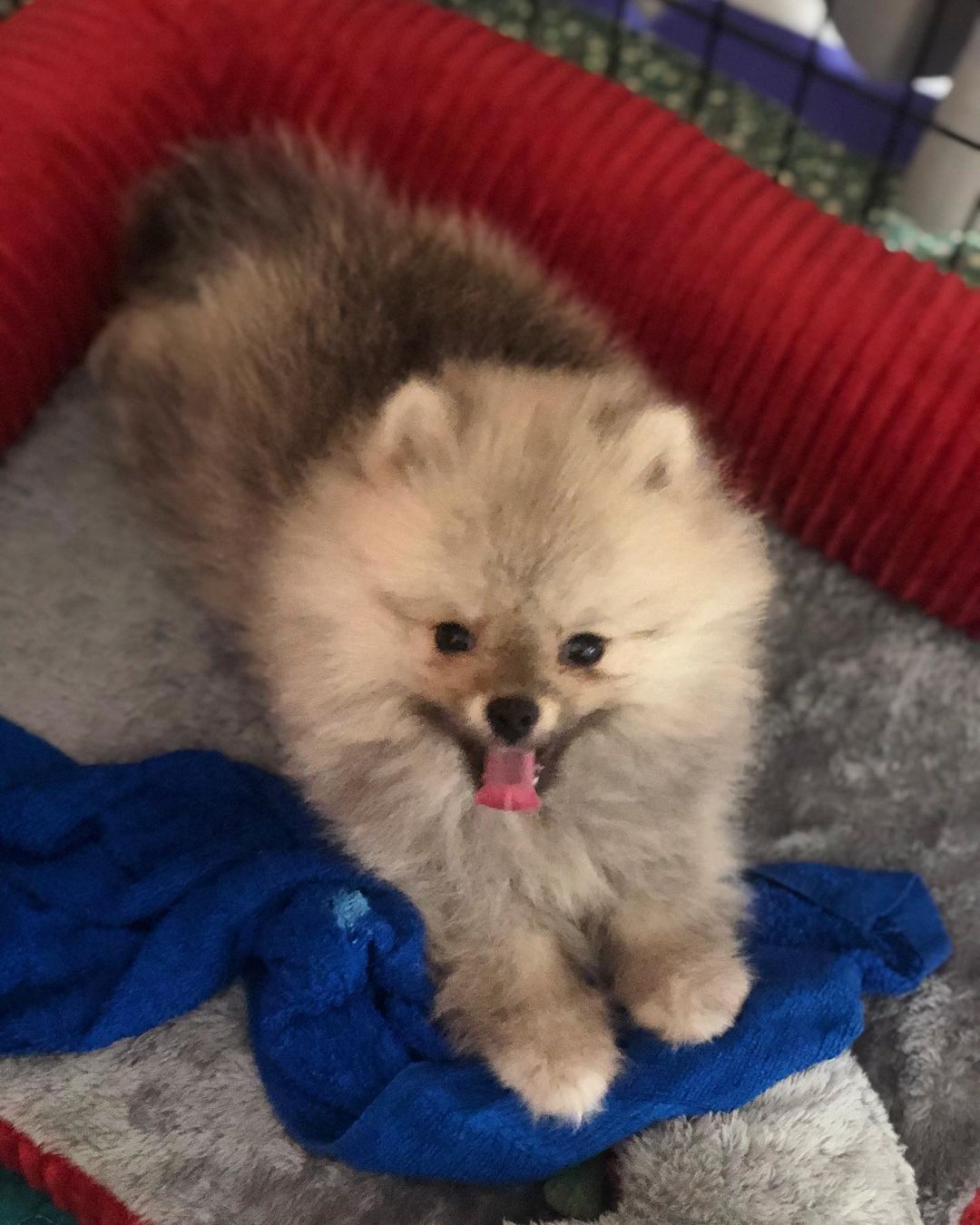 Pomeranian Puppies for Sale - Pure Breed Puppies Since 2010