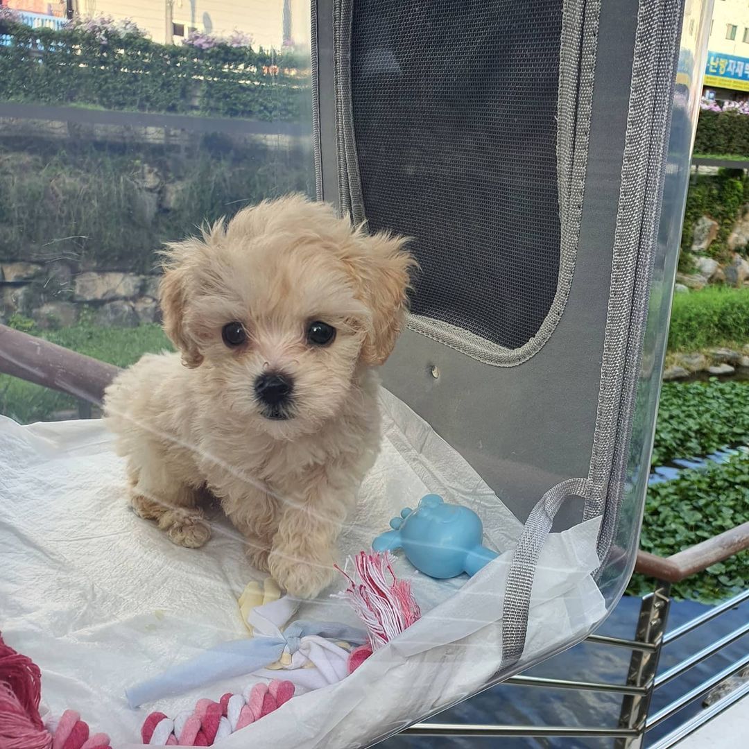 Family Teacup Poodle Puppies for Sale - Pure Breeds