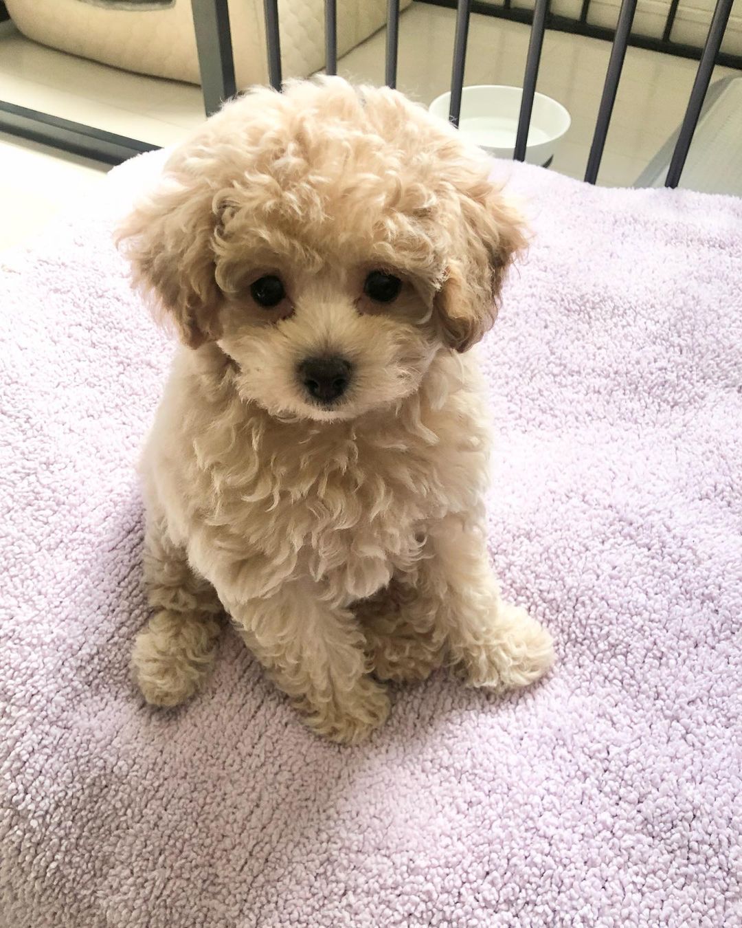 Family Teacup Poodle Puppies for Sale - Pure Breeds