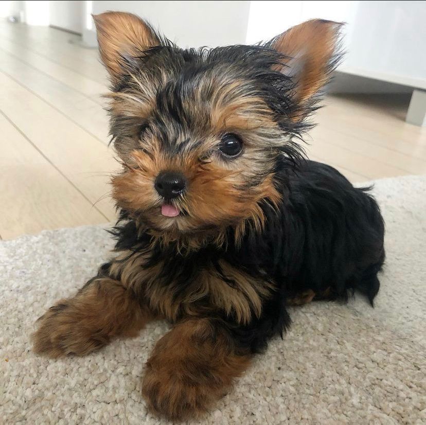 Teacup Yorkie Puppies for Sale - Pure Breed Puppies Since 2010
