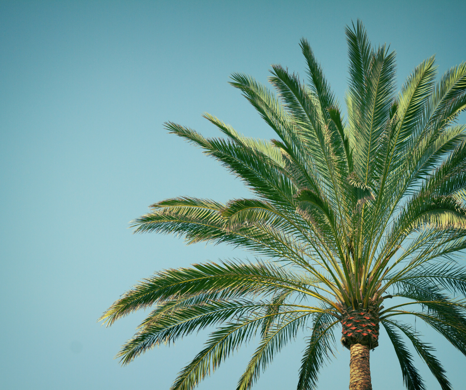Choosing the Perfect Palm Tree for Your Sunshine Coast Yard