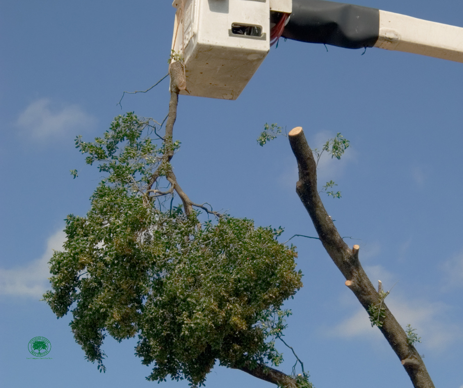 Tree Lopping Techniques on The Sunshine Coast