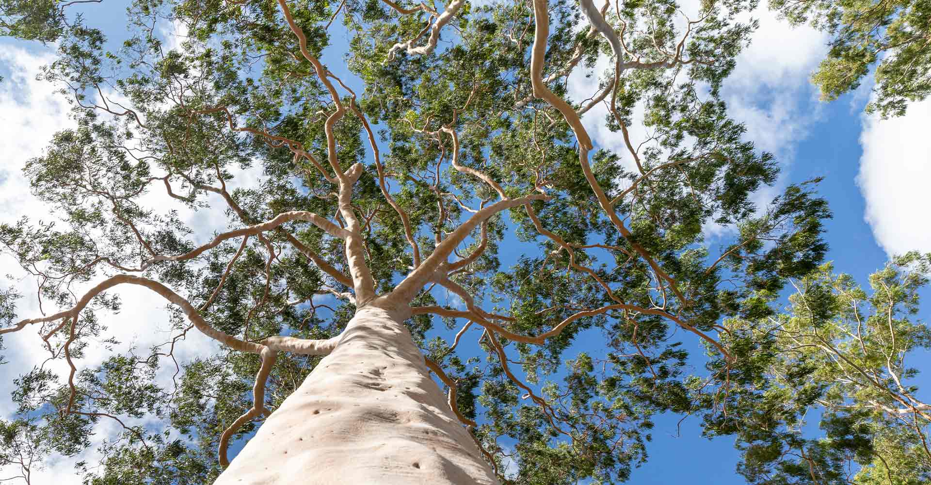 10 Steps to Healthy Trees - A Guide for Sunshine Coast Residents