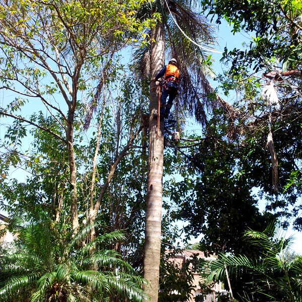 Contact Us | Sunshine Coast Tree Services | 07 5293 8413