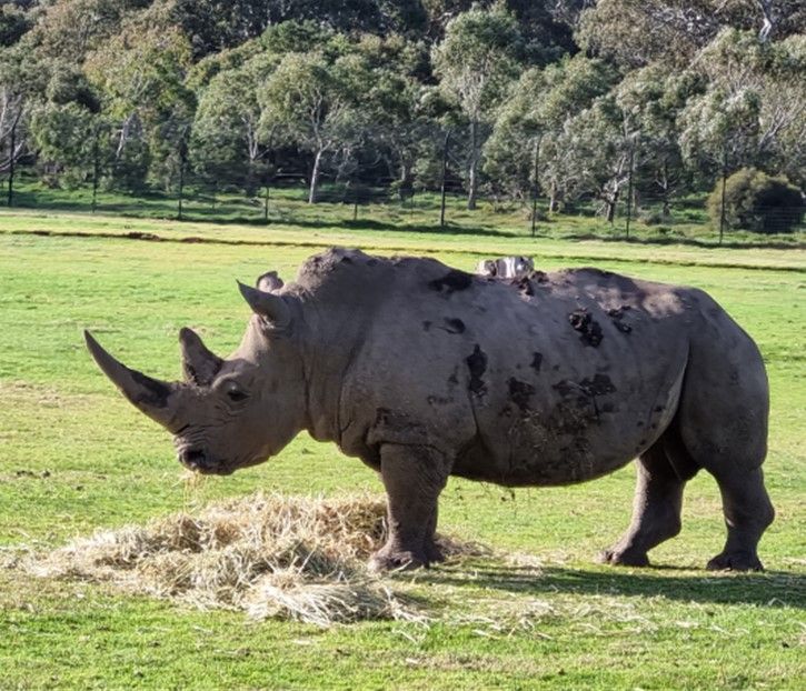 The Q Train Springtime 2025 - 5 Day Tour