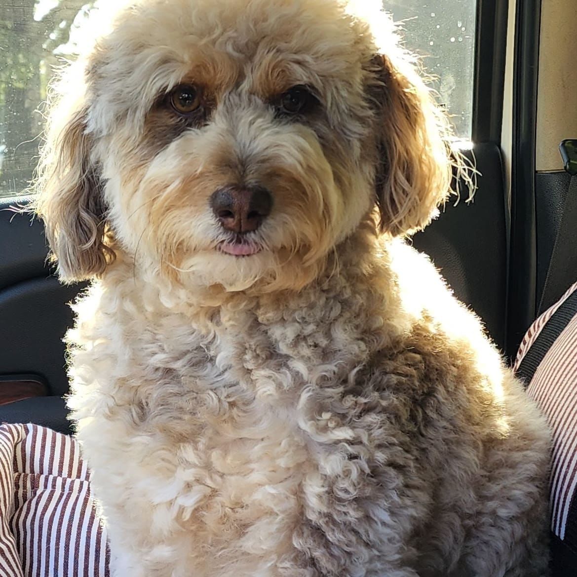 Ozark Aussiedoodles | Mini Tri Color Doodle Puppy