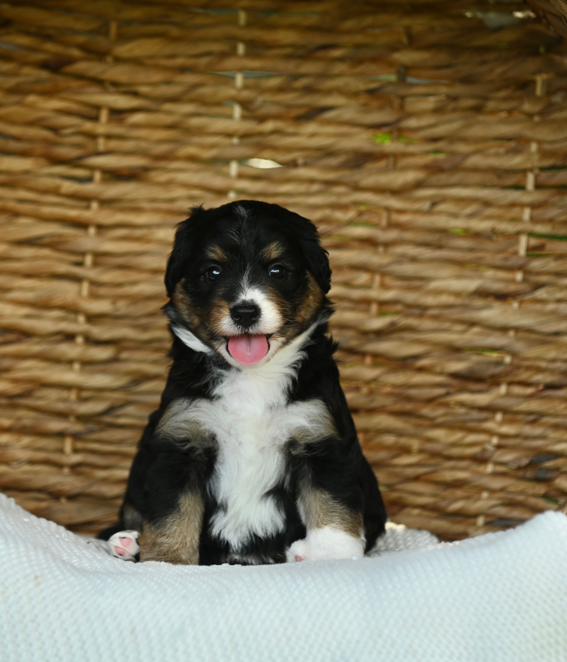 Available Puppies | Doodle Puppies | Tri Color Doodles