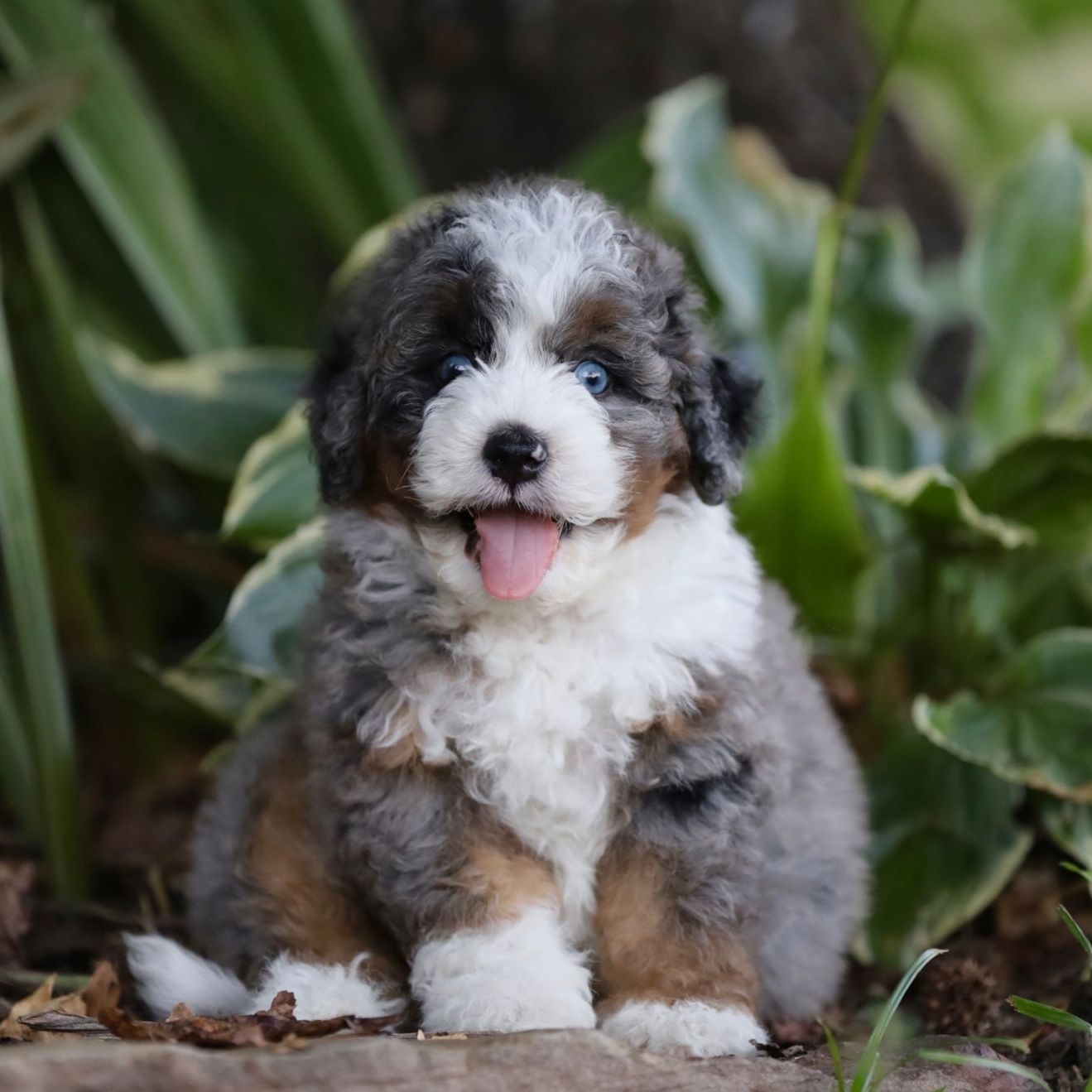 Ozark Aussiedoodles | Mini Tri Color Doodle Puppy