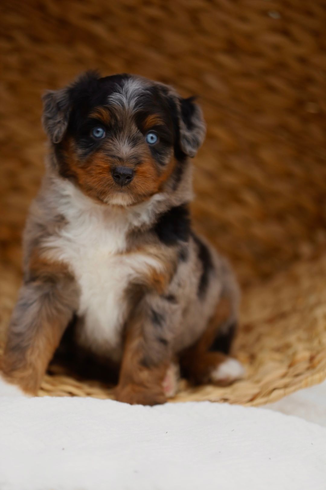 Mini Aussie Mountain Doodles | Ozark Aussiedoodles