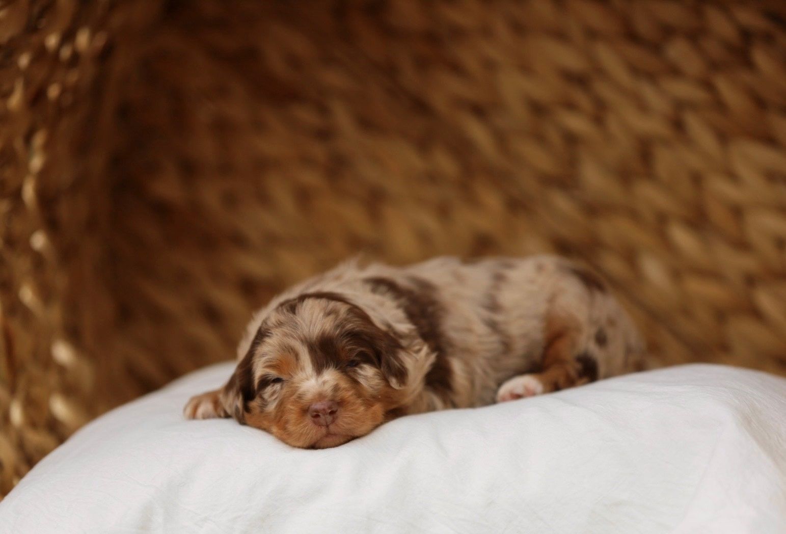 Mini Aussiedoodles | Tri Colored Doodles