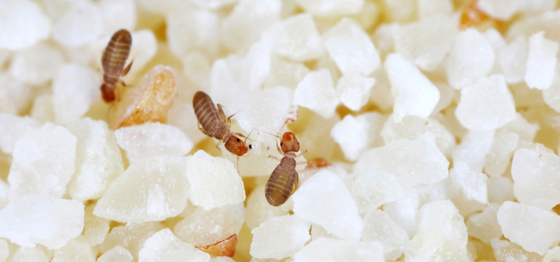 Protecting Your Pantry from Stored Product Pests | Pest Hunter Pte Ltd