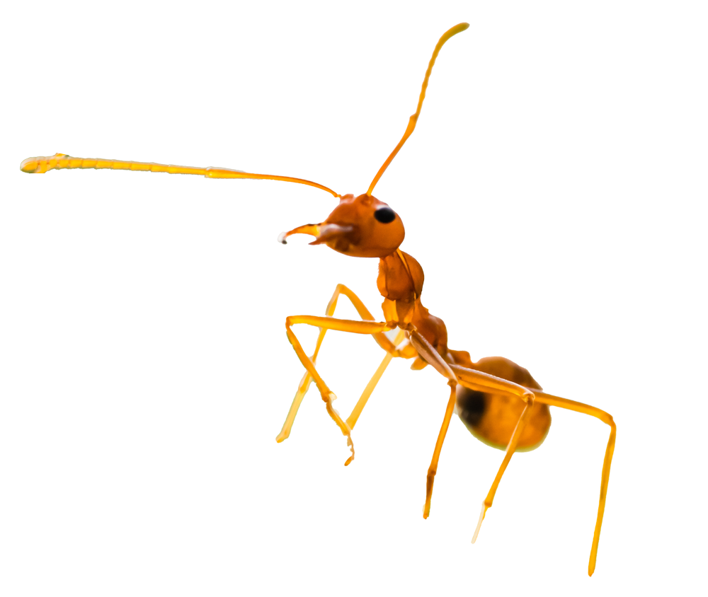 Pest Identification Service | Free Pest Inspection In Maryland