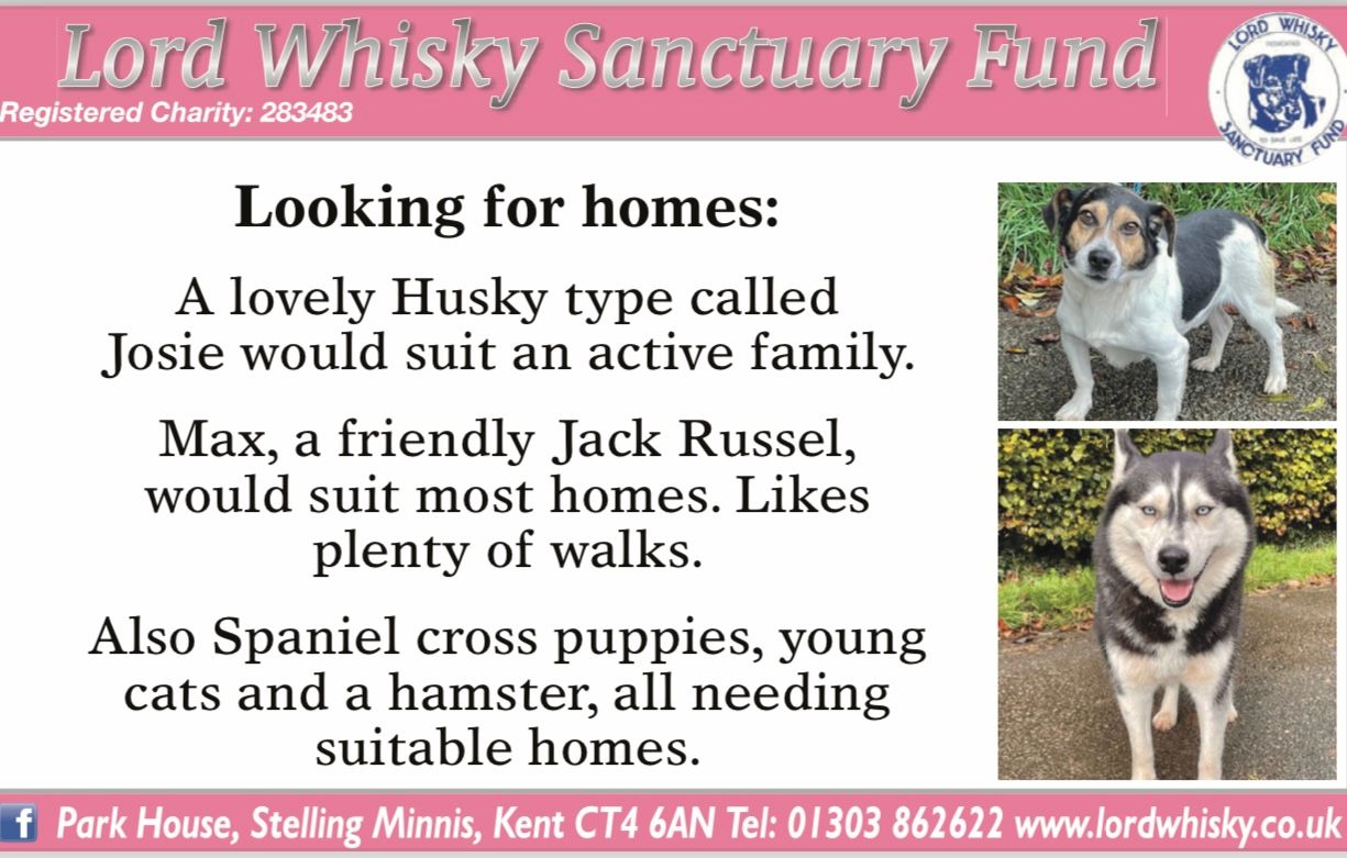 Looking to adopt a dog in Canterbury, Kent?