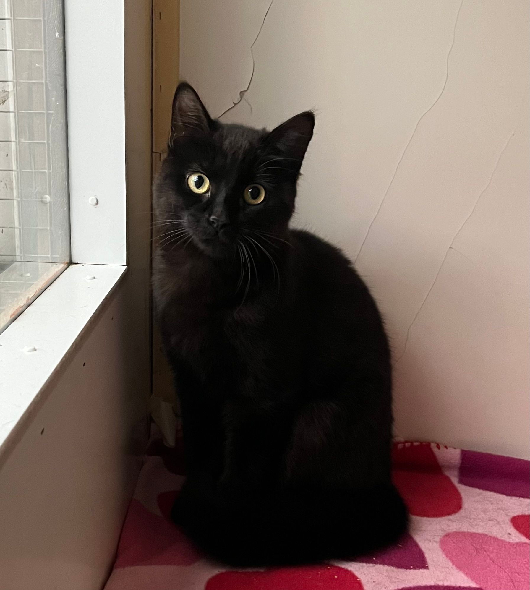 Are you looking to adopt a cat or kitten in Kent?