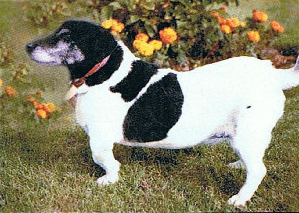 Boarding and kennels by The Lord Whiskey Sanctuary Fund