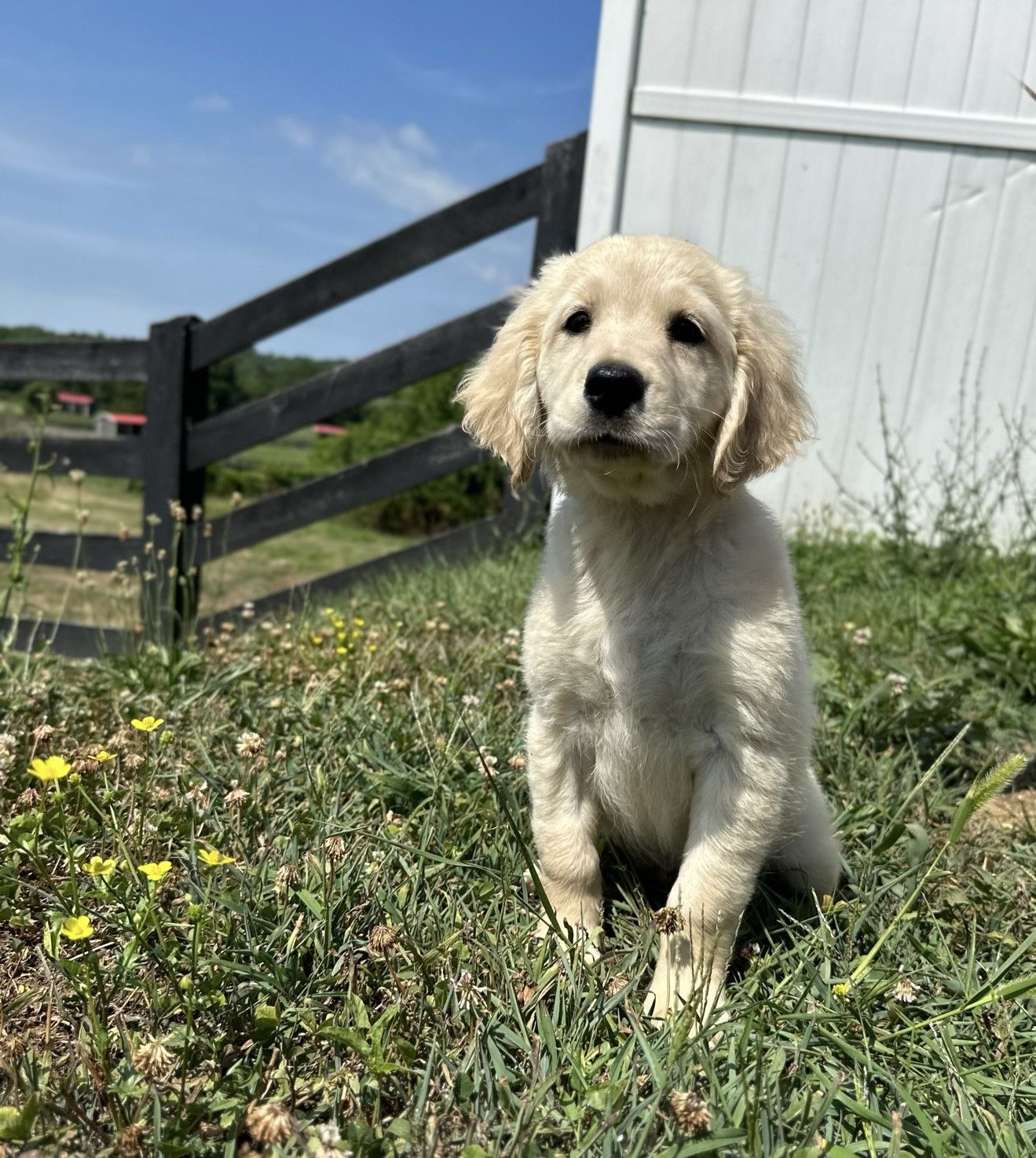 Mini Golden Retrievers | GoldenQuest Comfort Retrievers®
