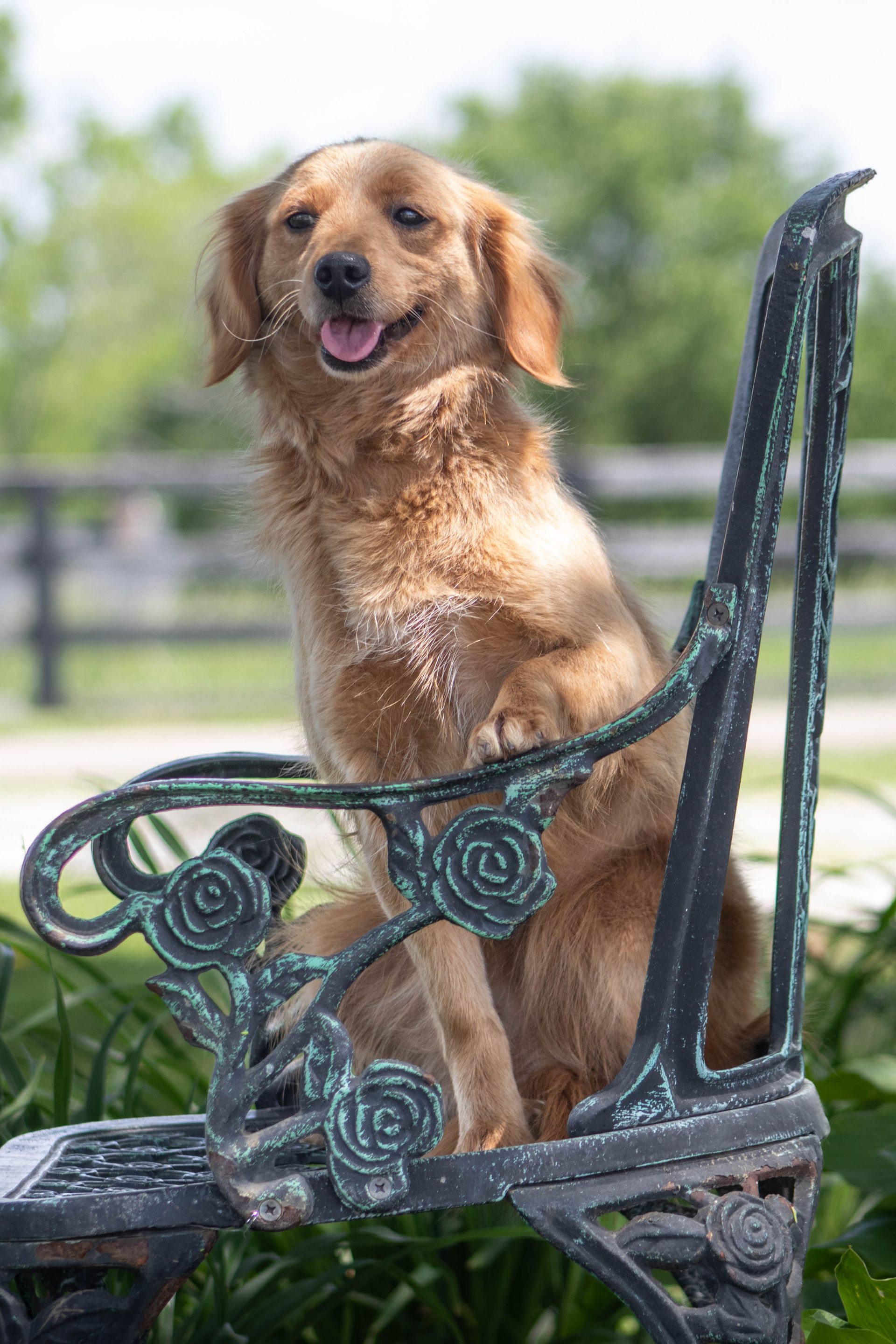 Guardians - GoldenQuest Comfort Retrievers®