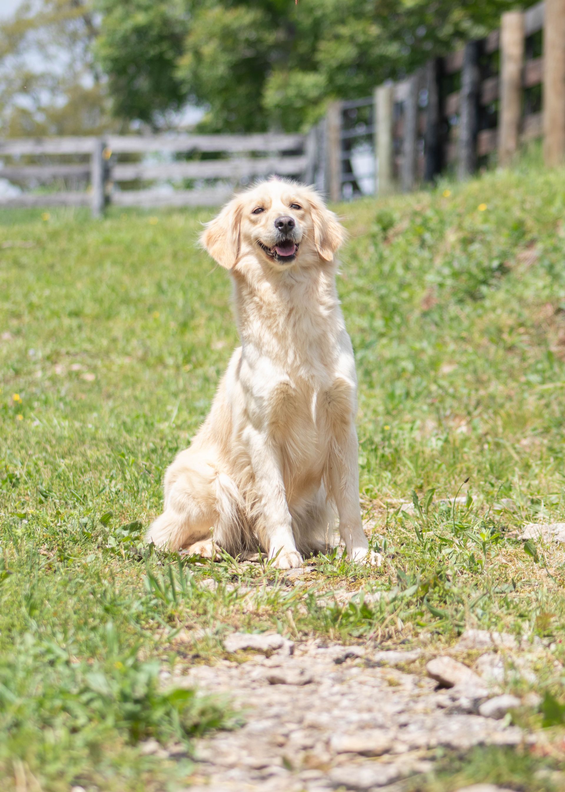 Guardians - GoldenQuest Comfort Retrievers®