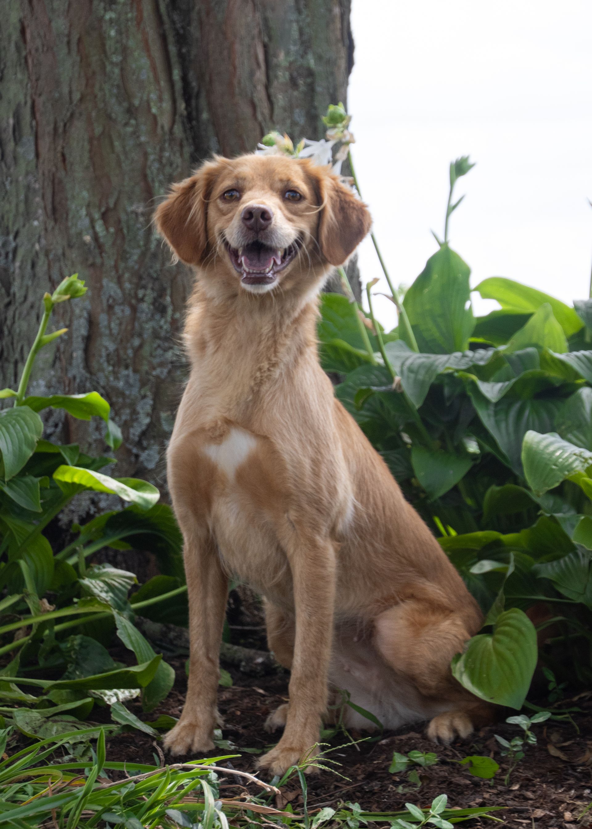 Guardians - GoldenQuest Comfort Retrievers®