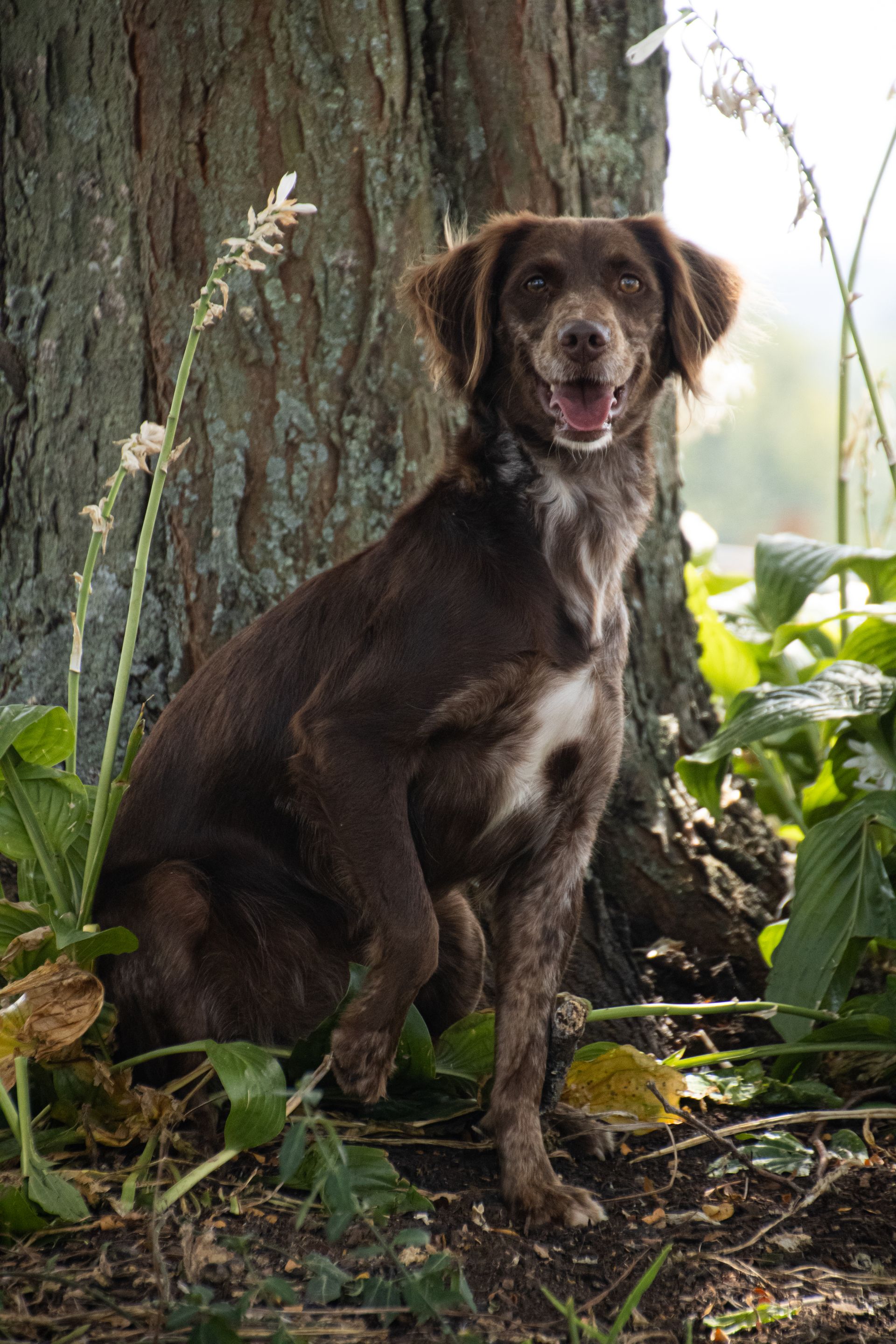 Guardians - GoldenQuest Comfort Retrievers®