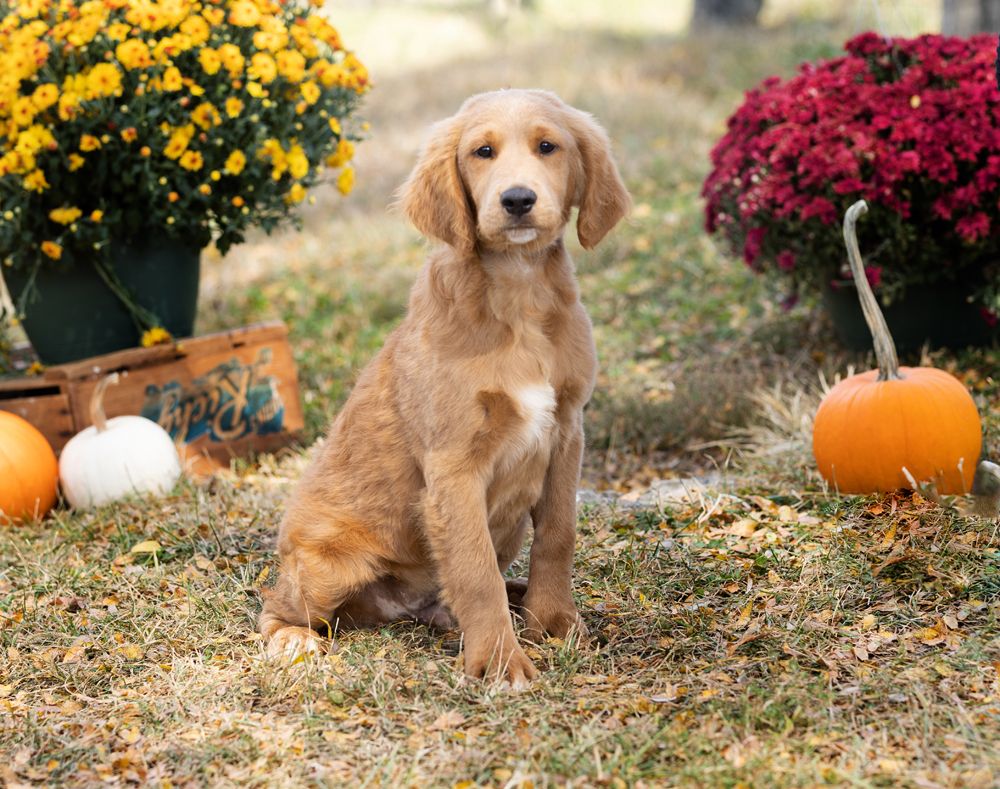 Mini Golden Retrievers | GoldenQuest Comfort Retrievers®