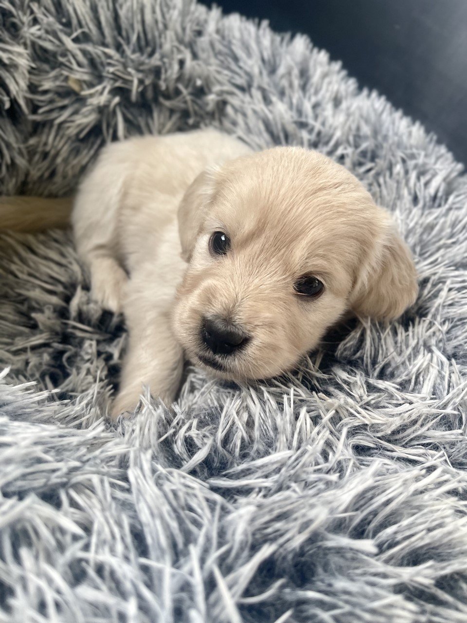 Miniature Golden Retrievers | GoldenQuest Comfort Retrievers®