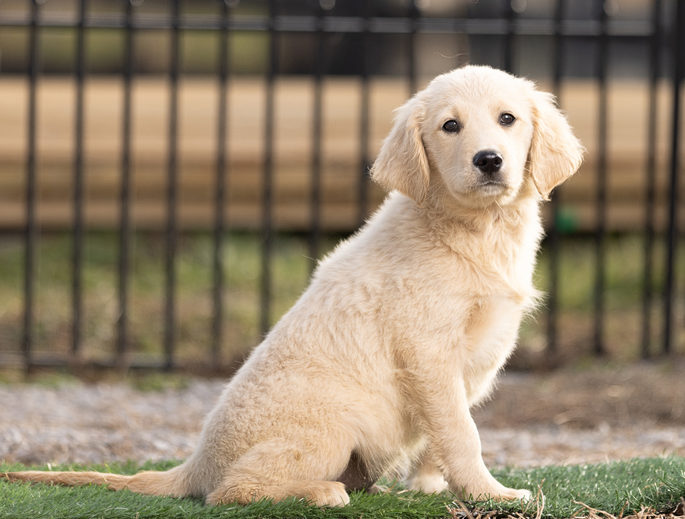 Mini Golden Retrievers | GoldenQuest Comfort Retrievers®