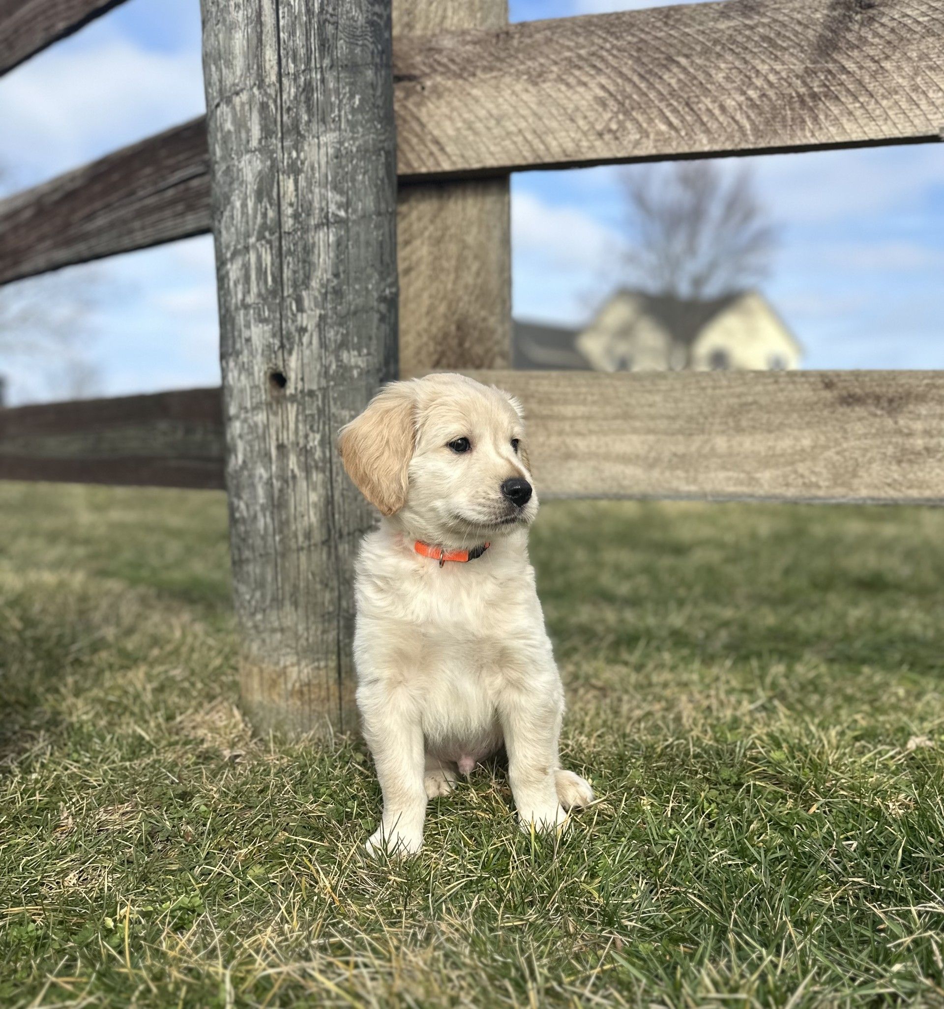 Mini Golden Retrievers | GoldenQuest Comfort Retrievers®